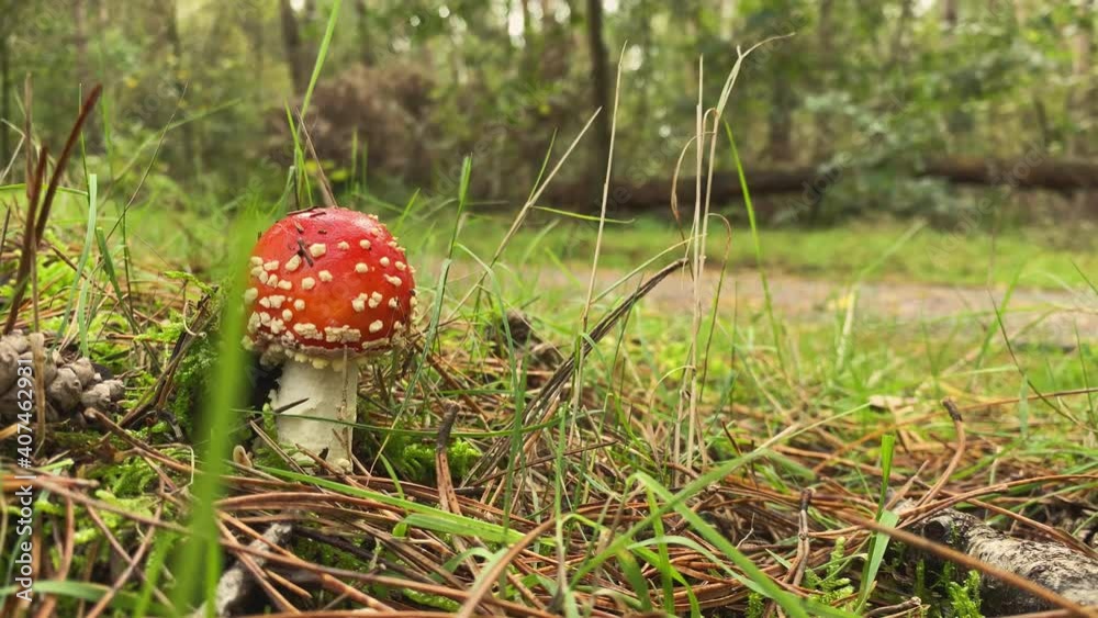 Small beautiful red capped mushroom in the forest at fall. Slider ...