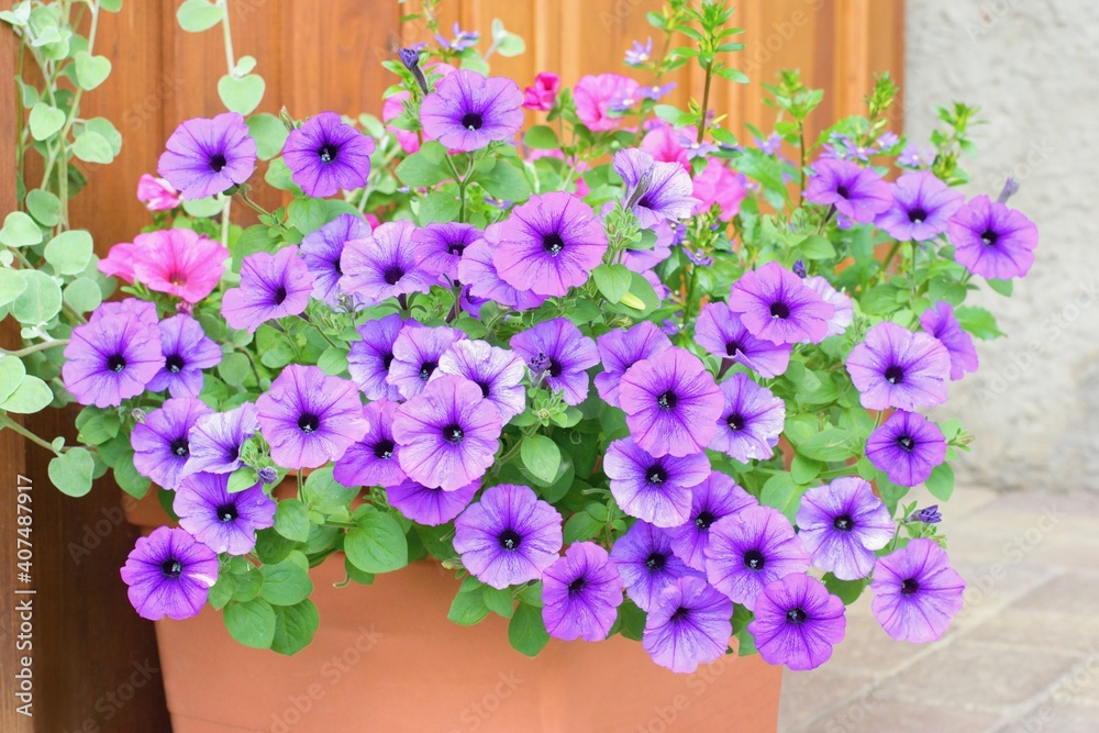 Varieties of petunia and surfinia flowers in the pot Stock Photo ...