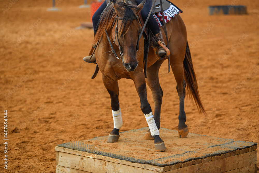 Cowboy riding the horse during the extreme cowboy competition. Stock ...