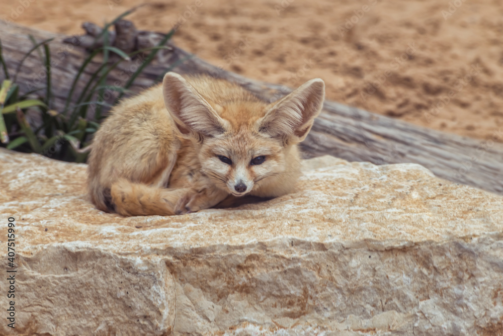 Foto de Fennec fox, Vulpes zerda, a small crepuscular fox native to the ...