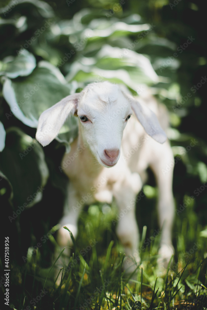 Cute young white goatling in a garden Stock Photo | Adobe Stock