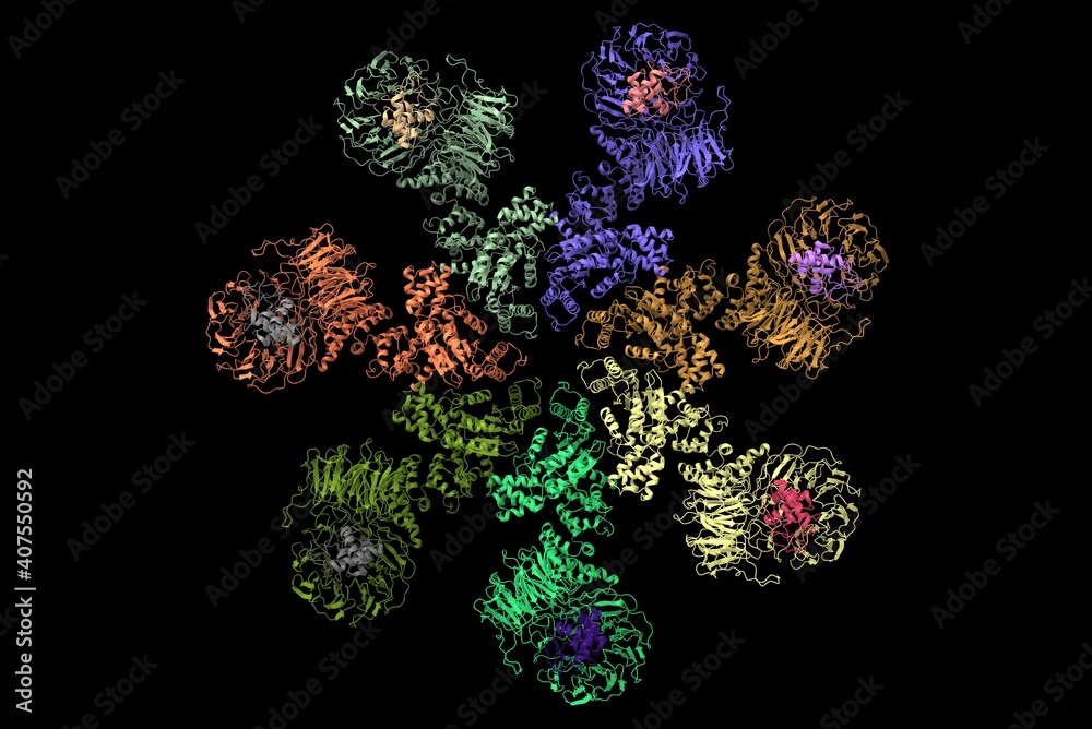 Structure of the Apaf-1 apoptosome with cytochrome C shown, 3D cartoon ...