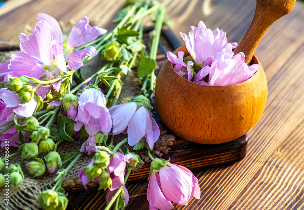 Malva alcea , greater musk-mallow, cut-leaved mallow, vervain mallow or ...