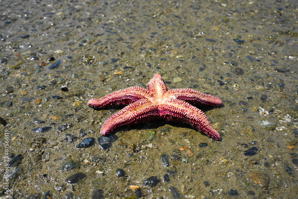 Pisaster ochraceus on the Pacific ocean beach close up. Generally known ...