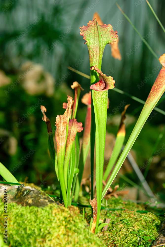 Nepenthes are plants that can catch insects. Stock Photo | Adobe Stock