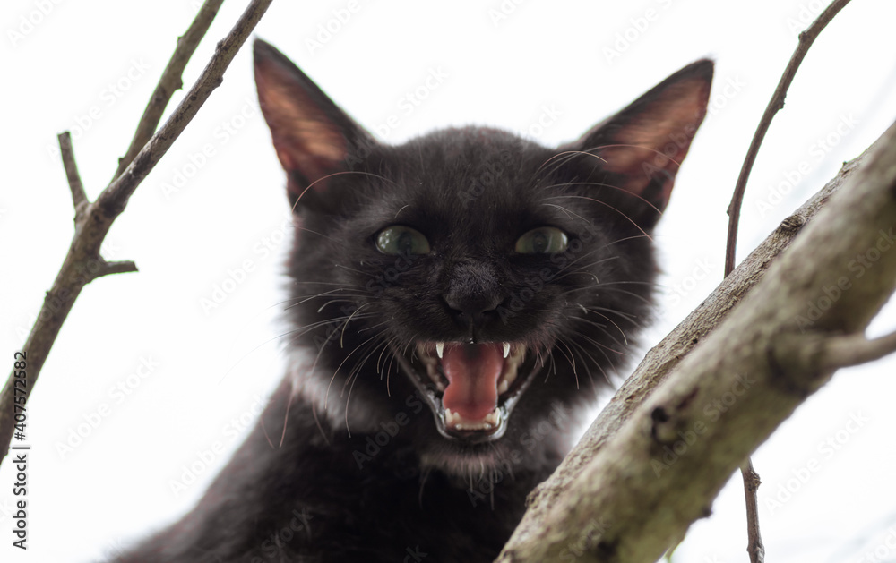 Cat hisses and scary-looking face looking at the camera from high up in ...