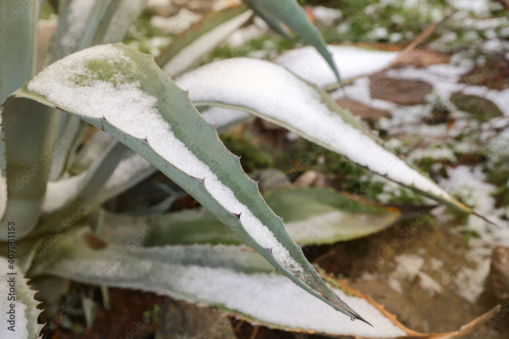 Stems of Agave tequilana covered with snow. Snow on the leaves of ...