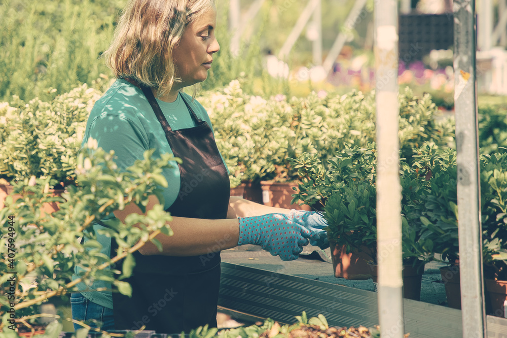Blonde woman growing plants in greenhouse and taking care of flowers ...