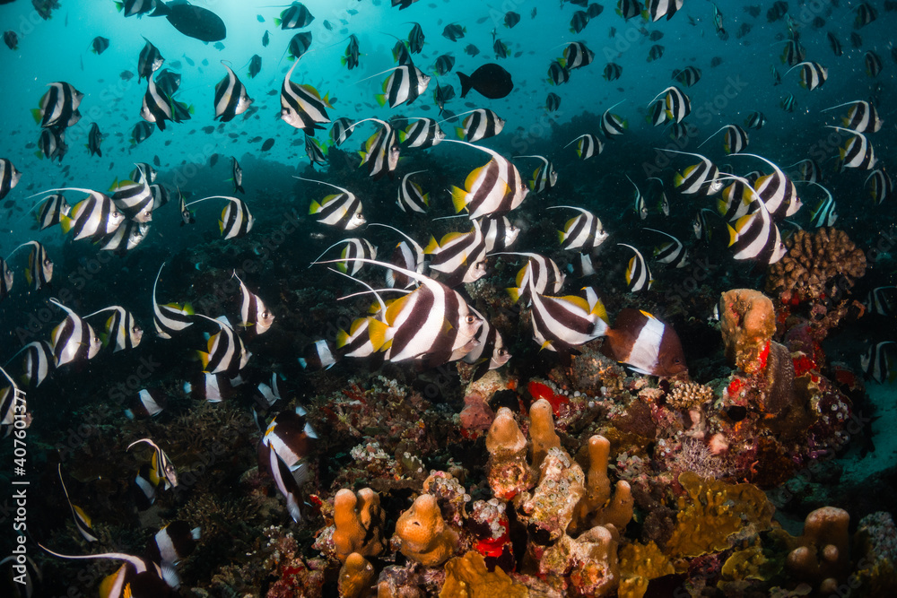 Schooling tropical reef fish underwater scene, fish swimming around ...