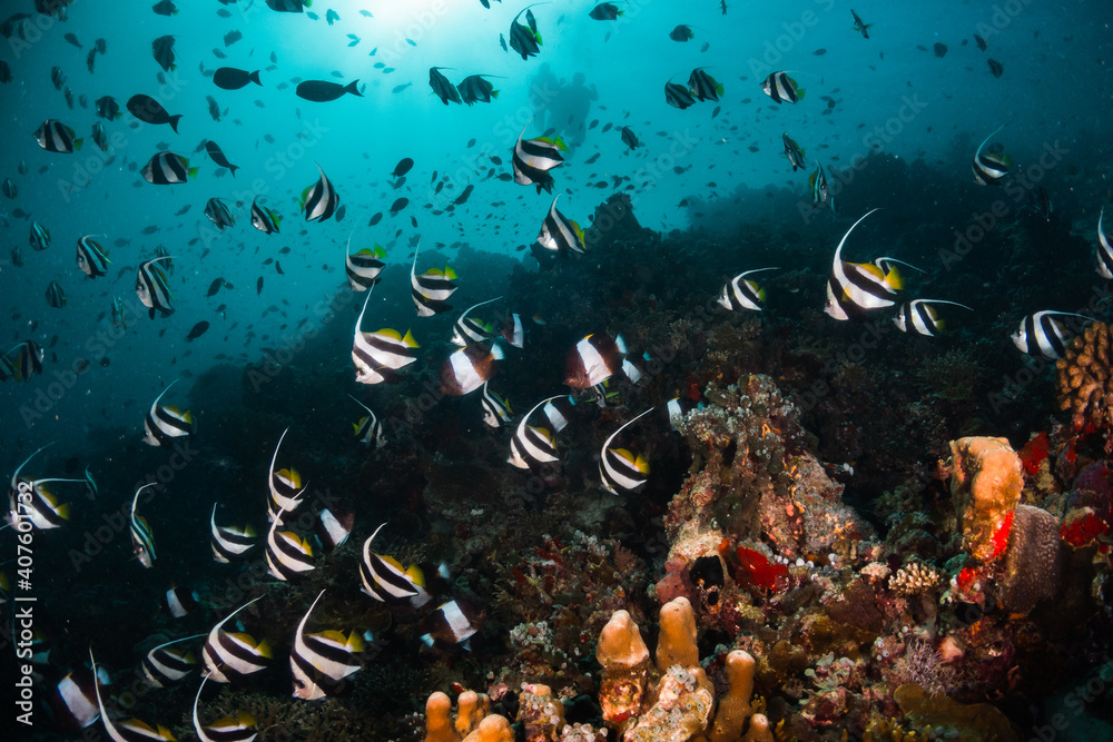 Schooling tropical reef fish underwater scene, fish swimming around ...