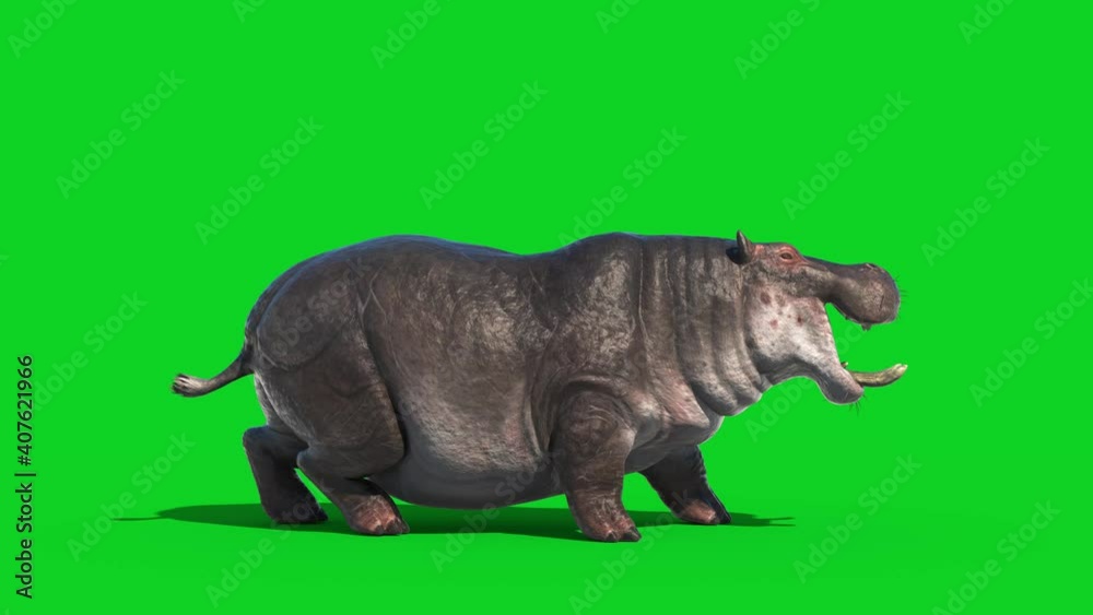 Video Stock Hippopotamus Die Green Screen 3D Rendering Animal Animation ...