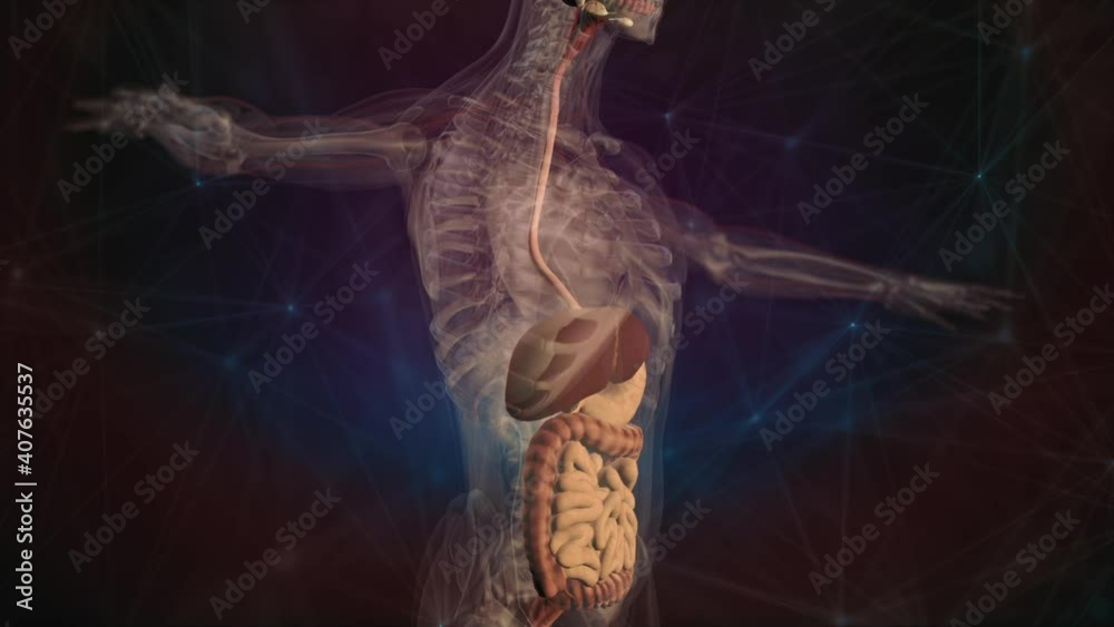 Human anatomy. X-ray scanning of the human skeleton and Digestive ...