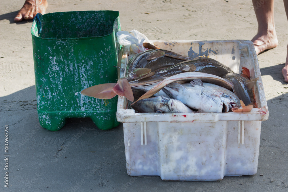 Foto de Fish, fishes on the coast in a bowl. Typical fish of the sea ...