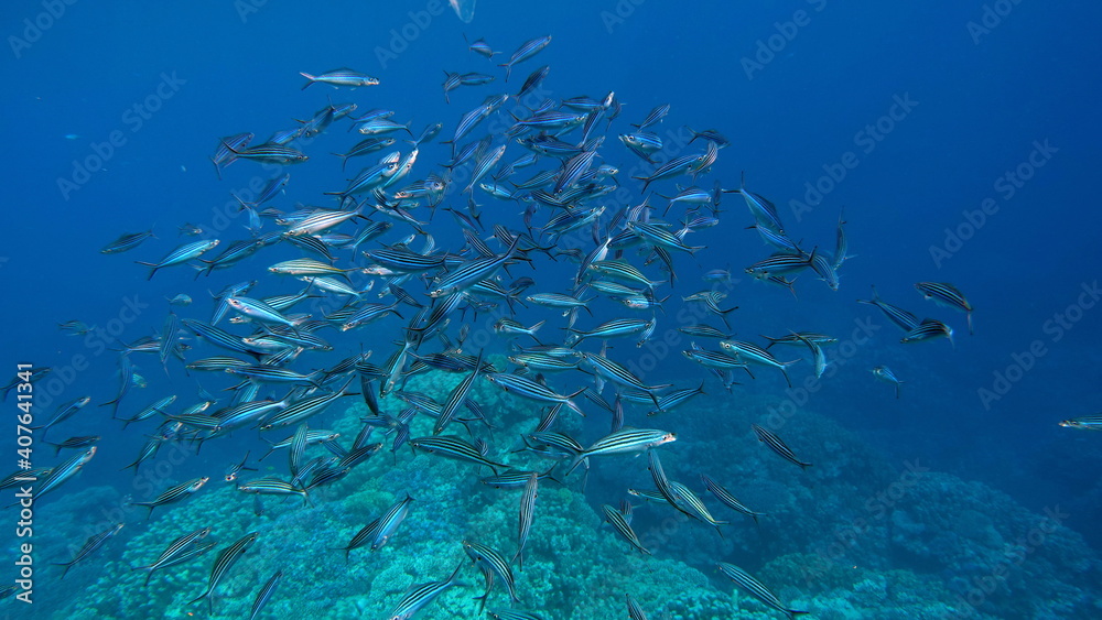Fish. Red Sea cesium (Rus) - Red Sea fusilier (Suez fusilier) (Eng ...