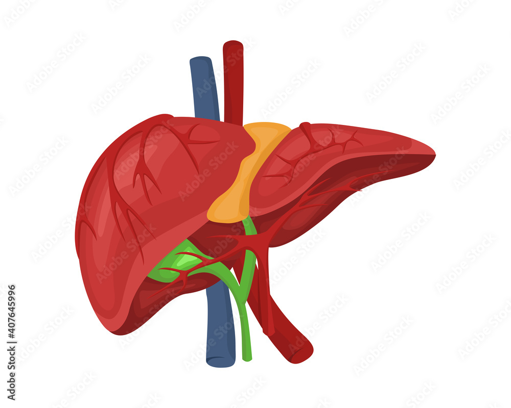 Liver vector design. Realistic anatomy pictures. Human body internal ...