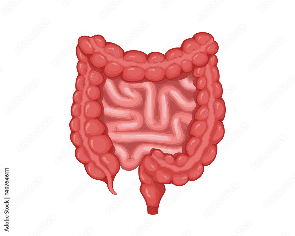 Intestines vector design. Realistic anatomy pictures. Human body ...