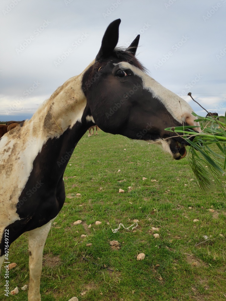 caballo comiendo de la mano Stock Photo | Adobe Stock