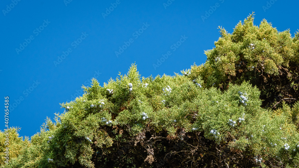 Crown of evergreen coniferous tree Thuja occidentalis (also known as ...