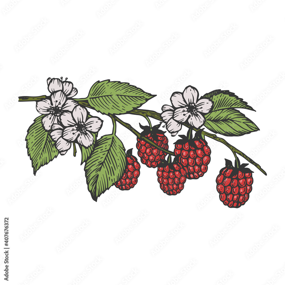 Raspberries branch sketch color engraving vector illustration. Scratch ...