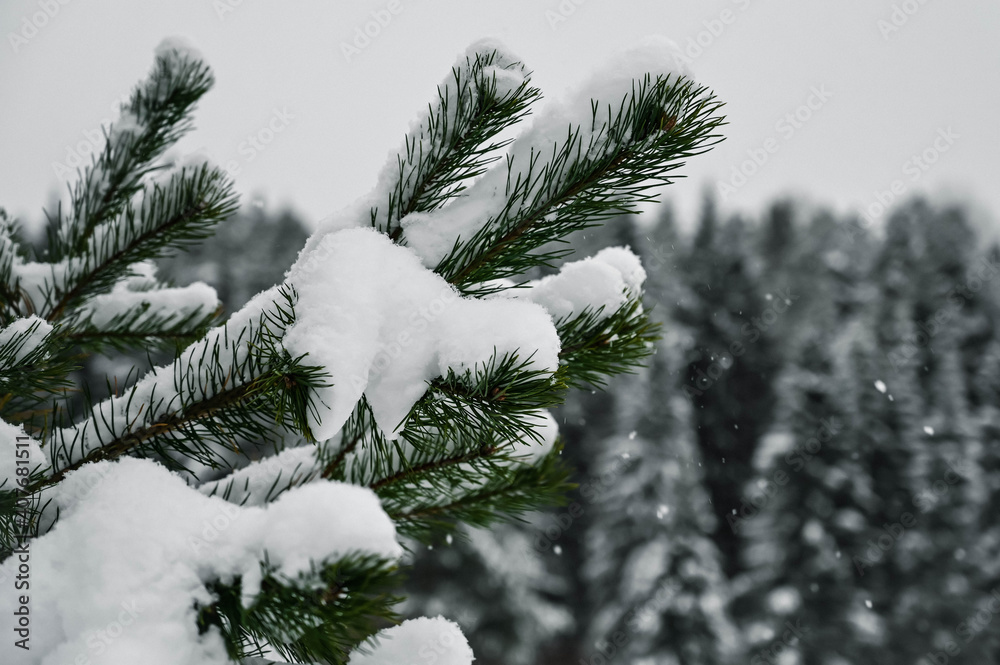 Close-up of green spruce tree branch covered by snow. Blurred forest ...