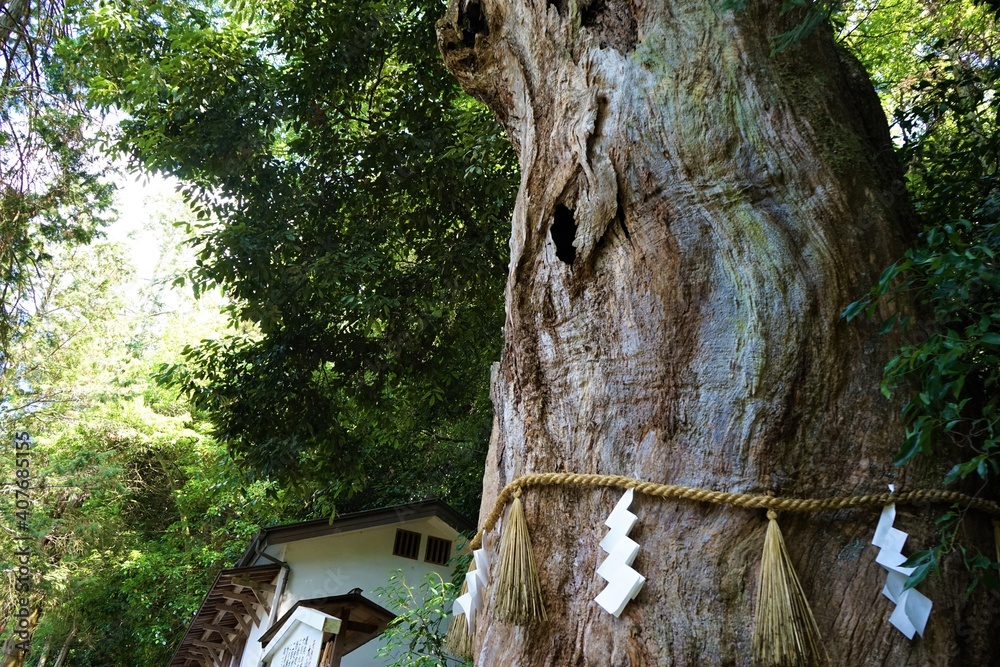 Sacred Tree at Oyamazumi Jinjya or Shrine in Omishima island, Imabari ...