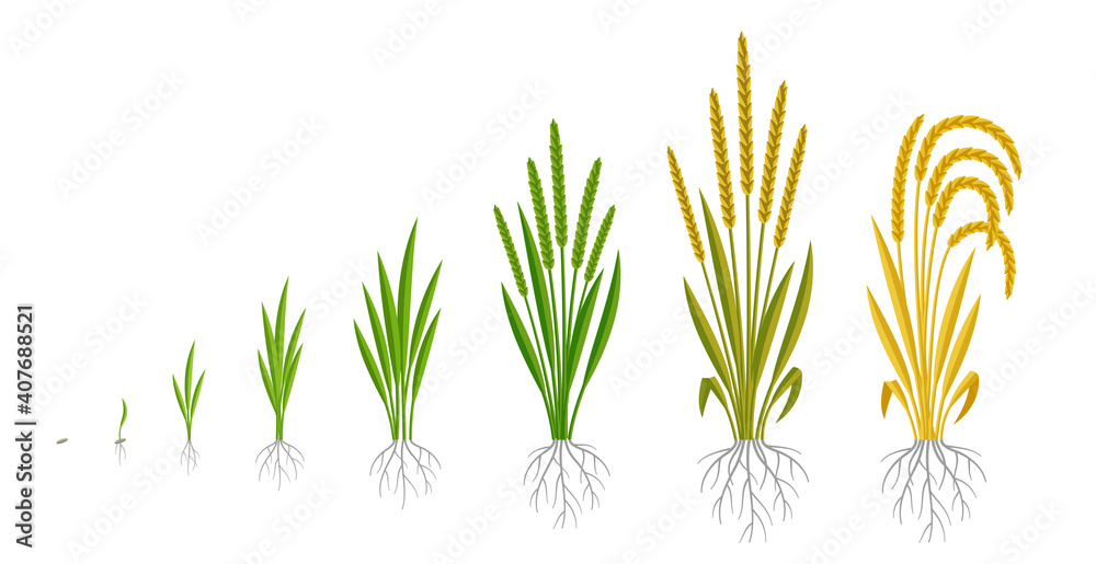 Rice plant growth stages. Cereal grain. Ripening period steps ...