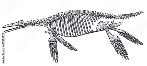 Plesiosaur Skeleton Drawing