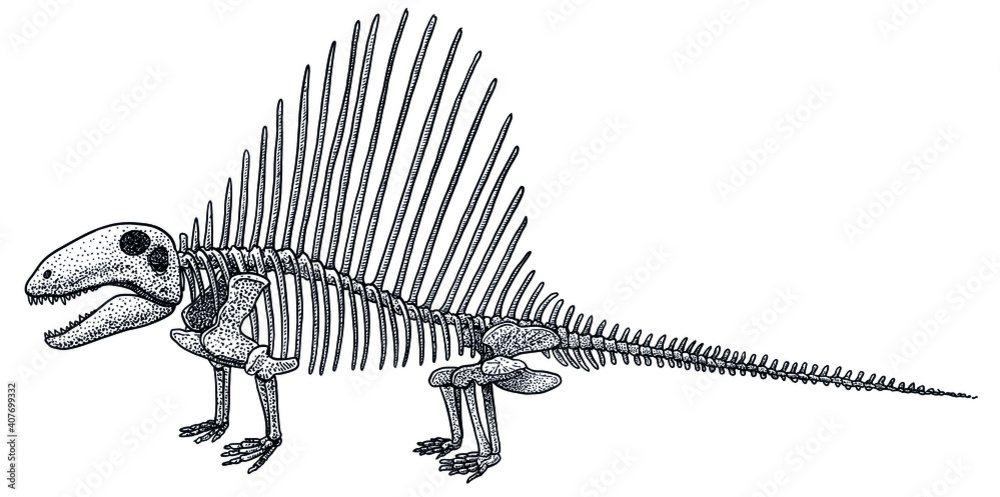Dimetrodon skeleton, illustration, drawing, engraving, ink, line art ...