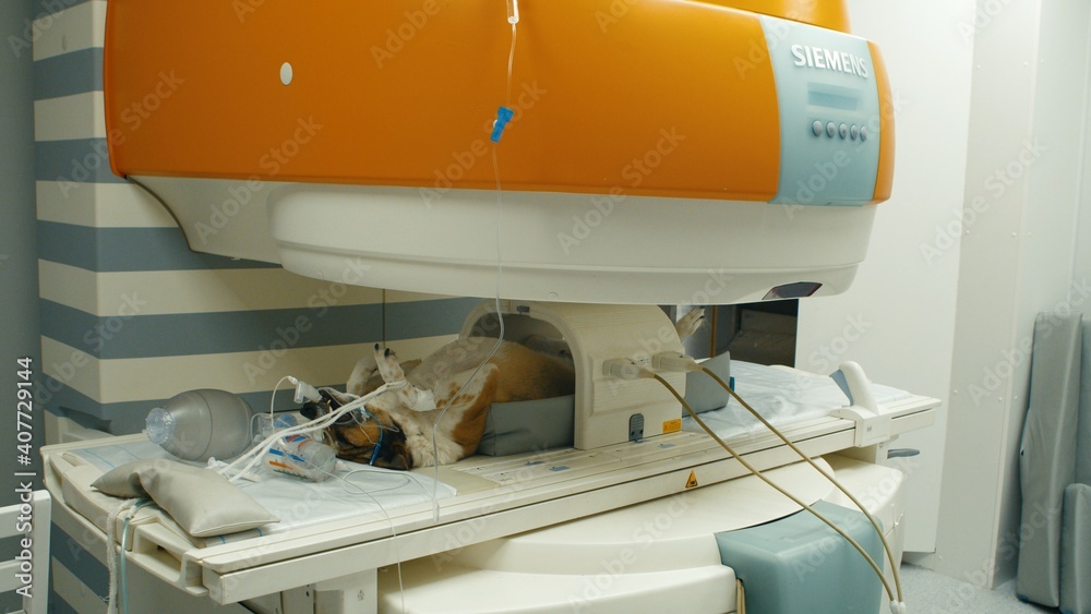 Veterinary and animal care. Dog having lumbar spine MRI. High quality ...
