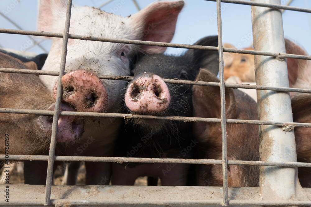 Pig snouts speaking through red fence on farm Stock Photo | Adobe Stock