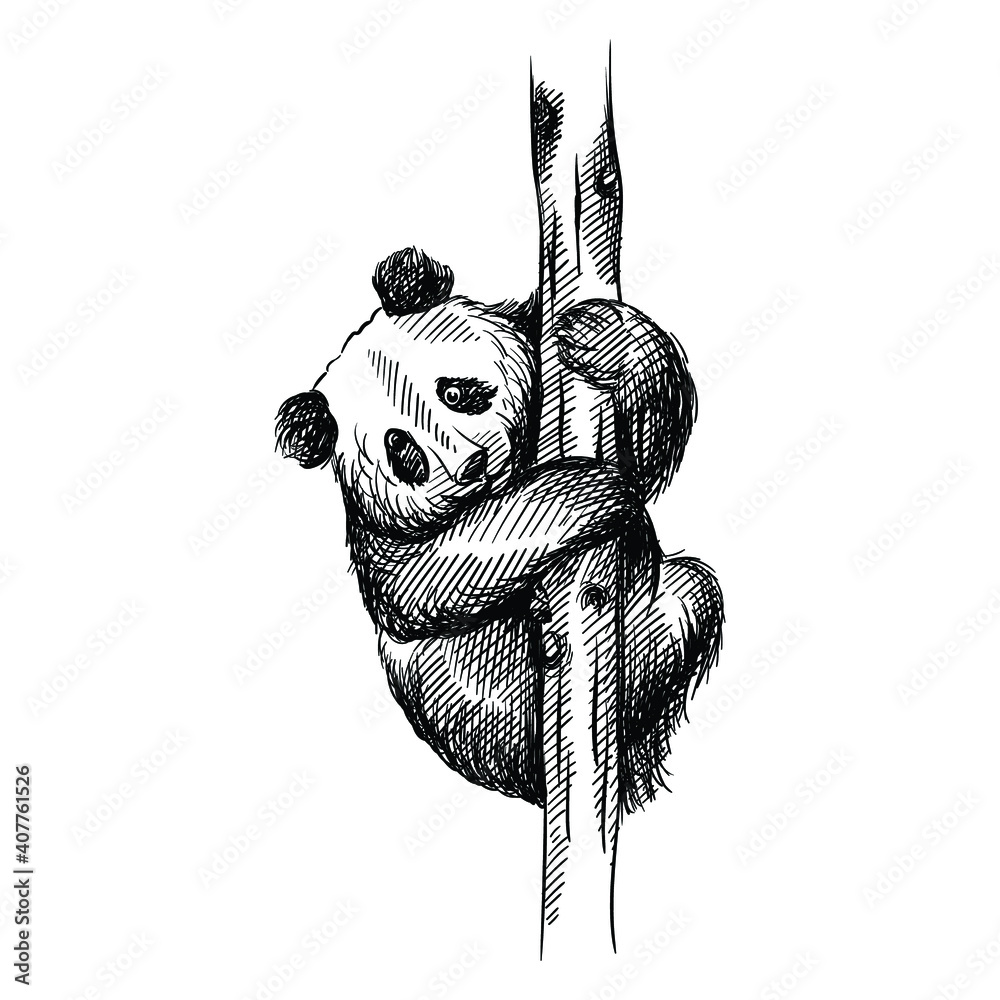 Hand drawn sketch of panda climbing bamboo tree on a white background ...