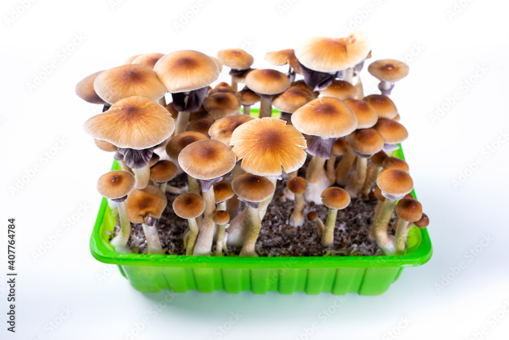 cultivation of hallucinogenic mushrooms Stock Photo | Adobe Stock