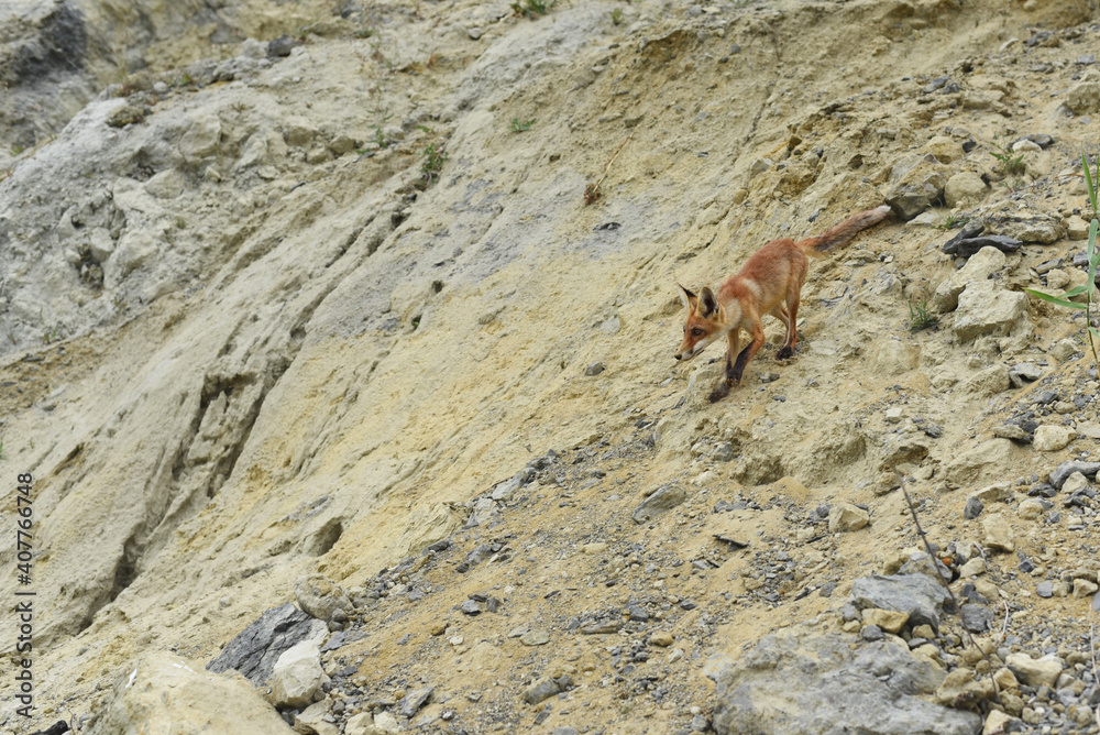 Corsac Fox, Vulpes corsac, in the nature stone mountain habitat, found ...