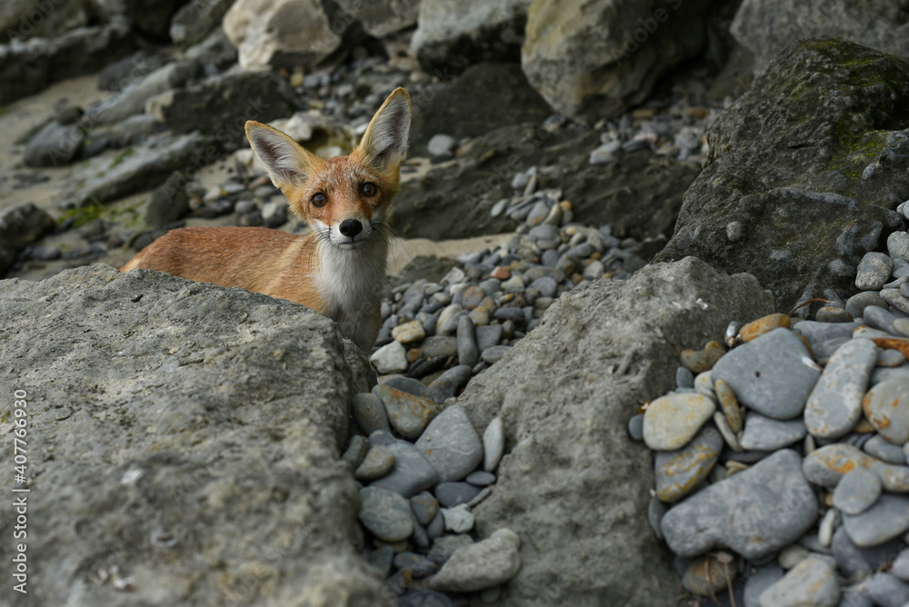 Corsac Fox, Vulpes corsac, in the nature stone mountain habitat, found ...