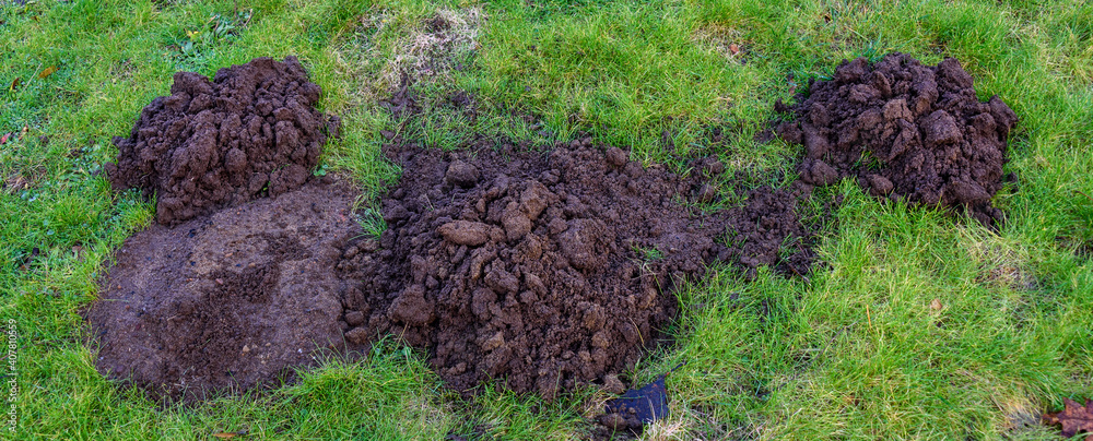 Mole damage in the form of fresh mole hills in a winter lawn with dead ...