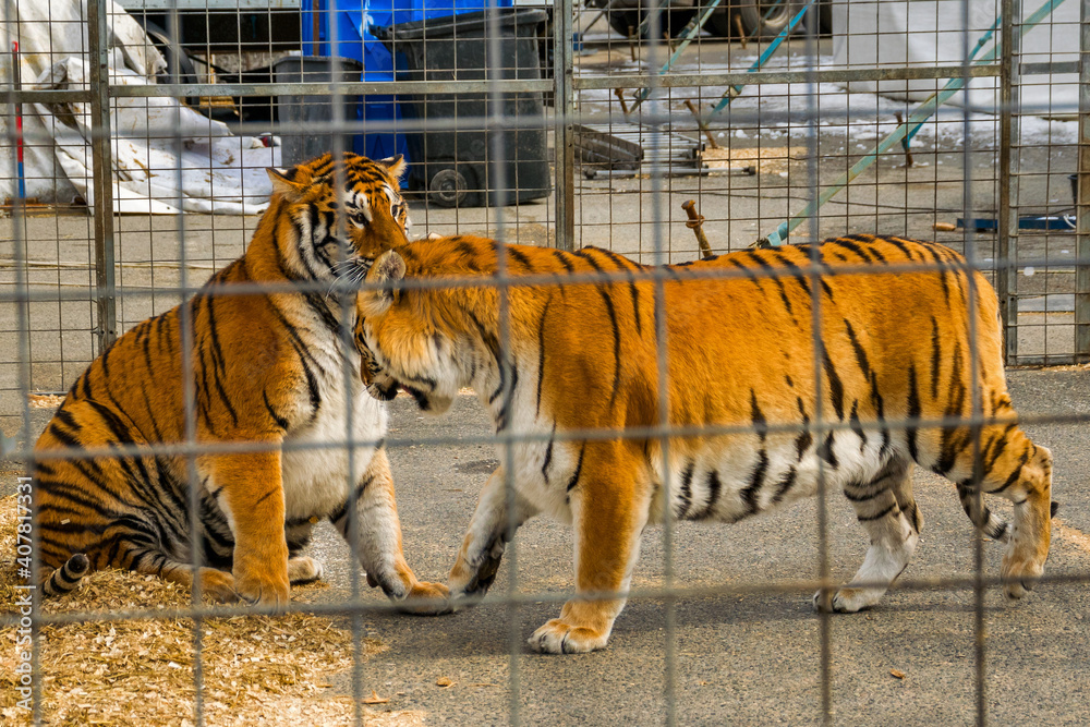 Circus tigers in an aviary Stock Photo | Adobe Stock