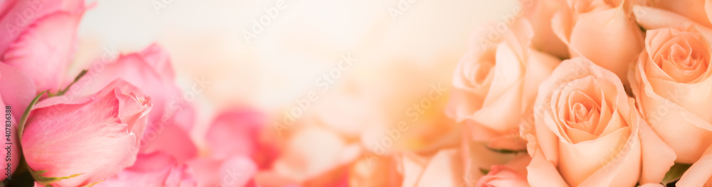 Nature of rose flower in garden using as background natural flora ...