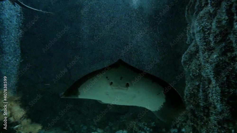 Stingray Shovelnose Ray and Sharks swimming in school of fish at ...