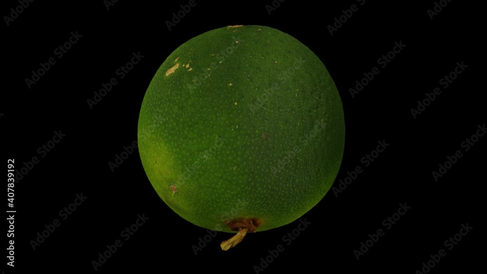 Realistic render of a rolling Calamansi (Philippine Lime) on black ...