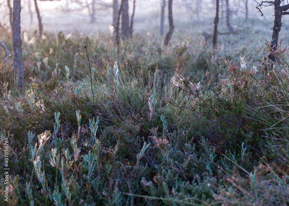 misty mire landscape with swamp pines and traditional mire vegetation ...