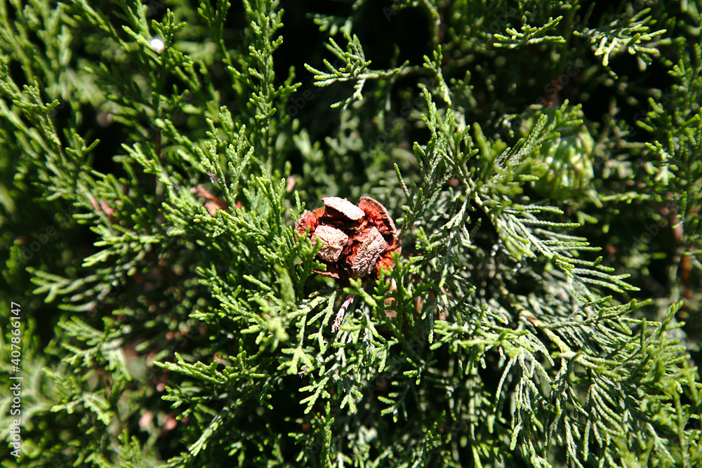 Fruto abierto de ciprés, Cupressus sempervirens, apunto de esparcir sus ...