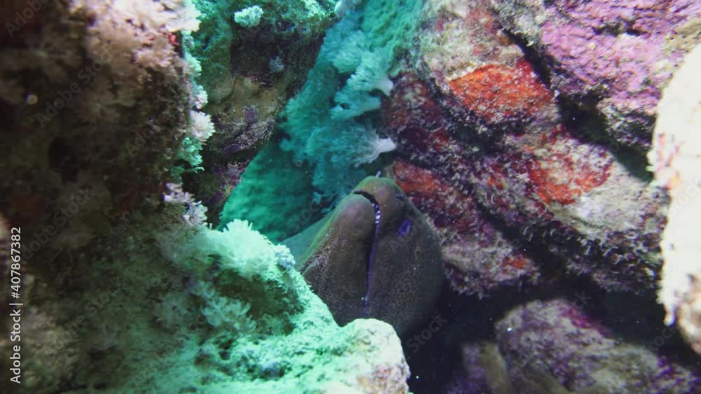 Giant Morey eel (Gymnothorax javanicus) is very common for Red sea. Red ...