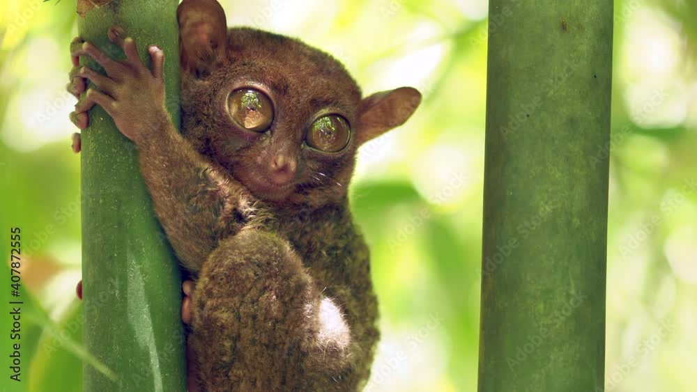 Close up shot of the Philippine Tarsier in its natural habitat on Bohol ...