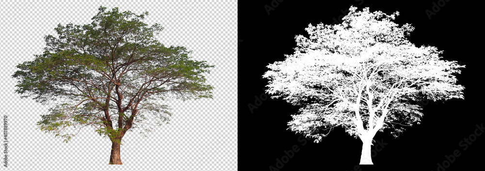 tree on transparent background image with clipping path Stock Photo ...