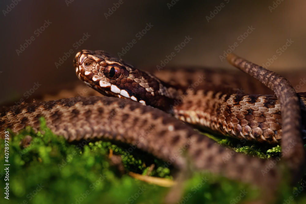 The adder is watching you Stock Photo | Adobe Stock