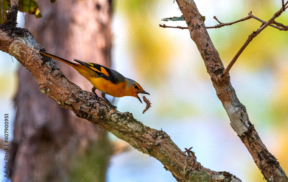 Beautiful female of Scarlet Minivet bird (Pericrocotus speciosus) Eat ...