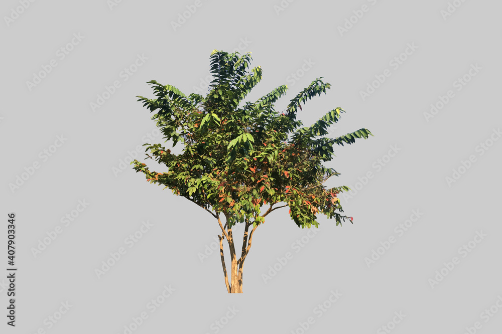 Isolated queen tree or lagerstroemia speciosa tree with clipping paths ...