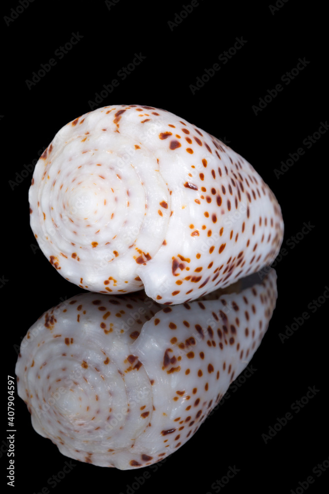 Single snail sea shell of Conidae known as cone snail, isolated on ...