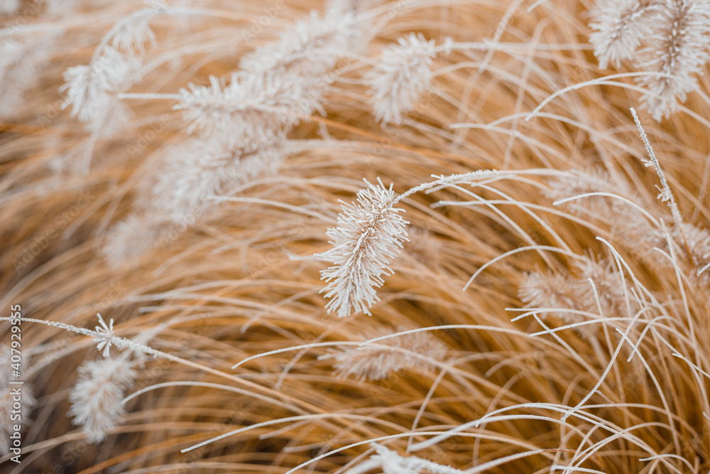Abstract natural background of soft plants. Frosted pampas grass and ...