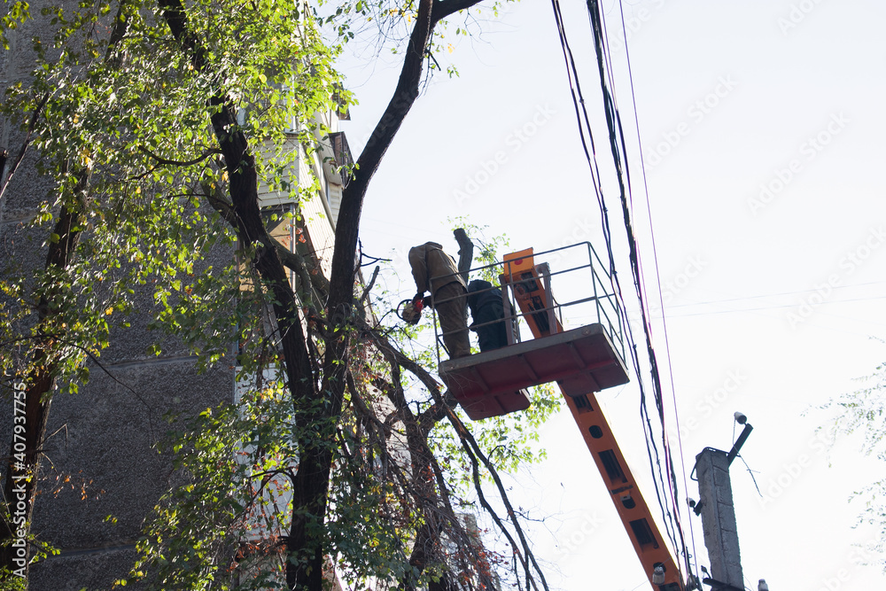 Old dangerous trees are being removed in cities. The process of sawing ...